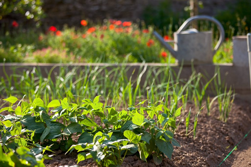 Comment réussir les semis pour son potager ? - Le Blog Ducatillon
