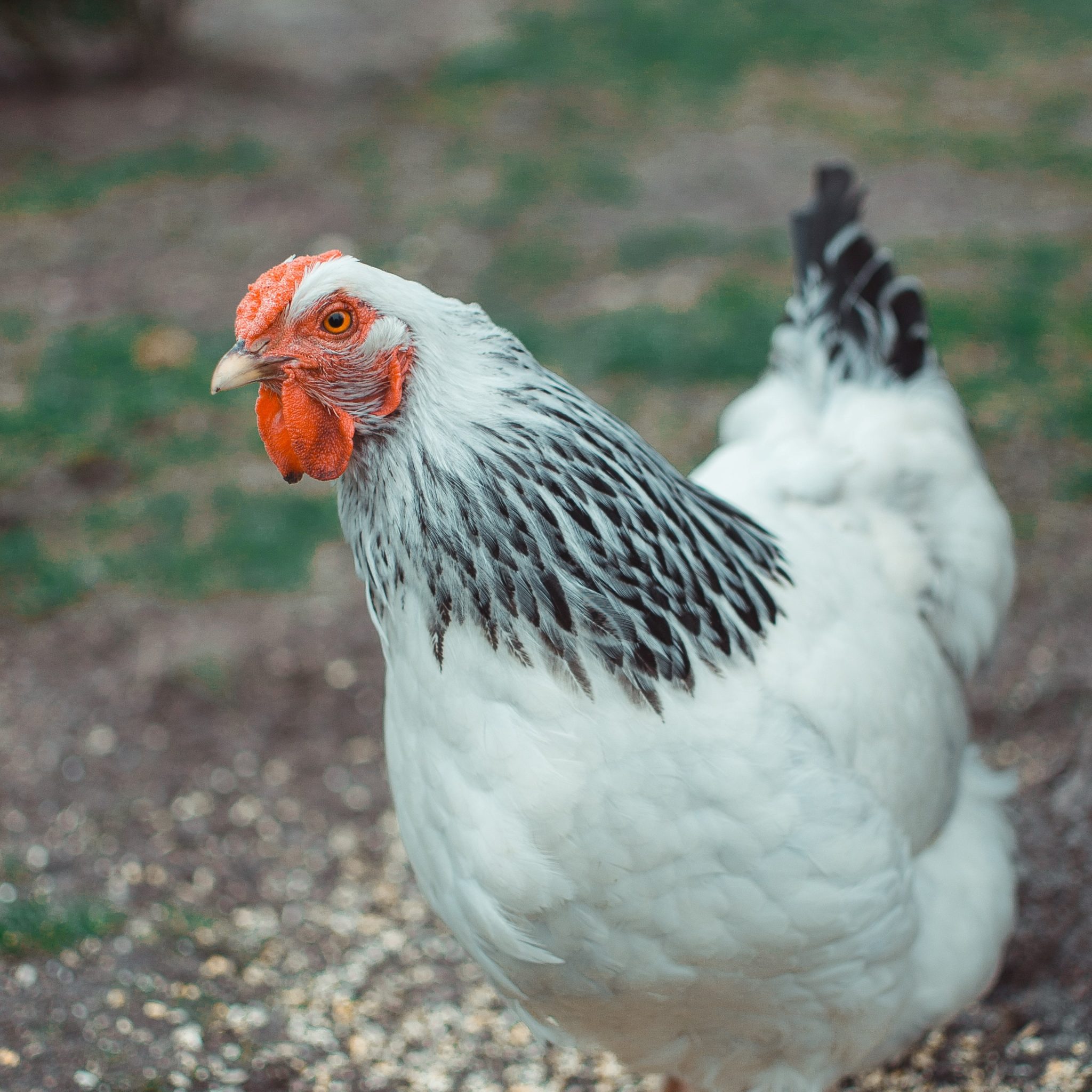 Elever des poules pondeuses au jardin - Le Blog Ducatillon