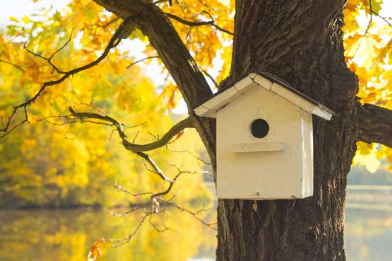 Pourquoi installer un nichoir pour oiseau dans son jardin ? Le blog ...