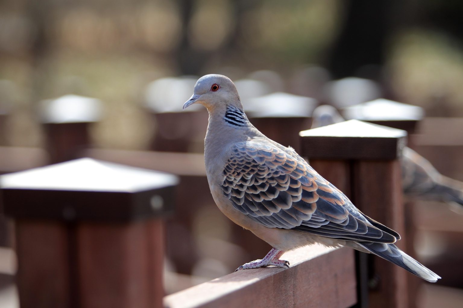 Comment s'appelle un élevage de pigeon ? - Ducatillon